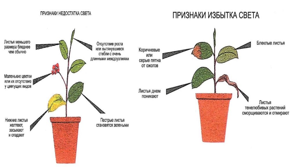 Освещение в теплице: нормы и требования, выбор типа ламп, нюансы (40 фото)